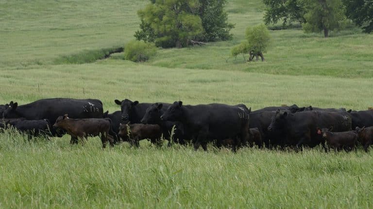 How it works - Tablelands Farm to Fork